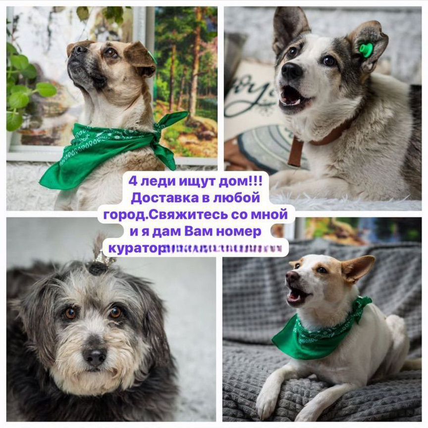 Четыре красотки в дар