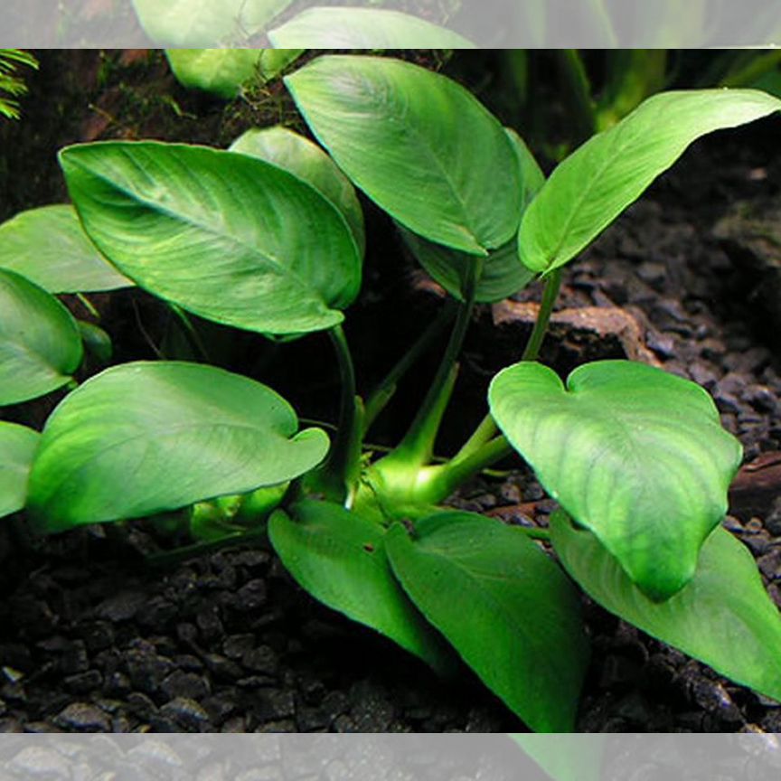 Анубиас (Anubias) аквариумное растение