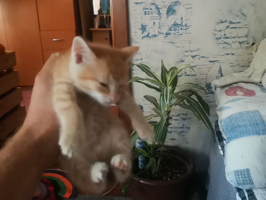Кошки в добрые руки