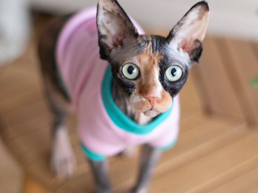 Канадский сфинкс