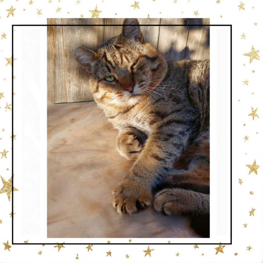 Кот в добрые руки