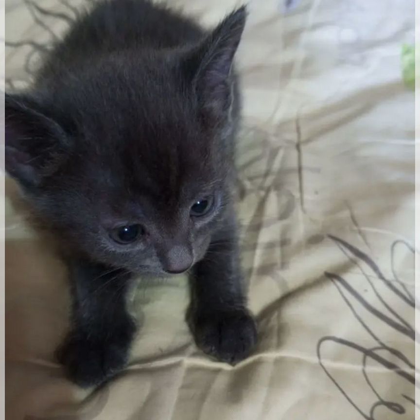 Котёнок в добрые руки