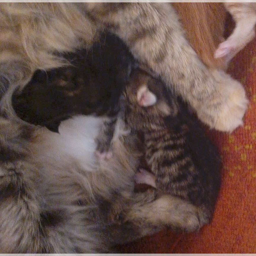Котята в добрые руки