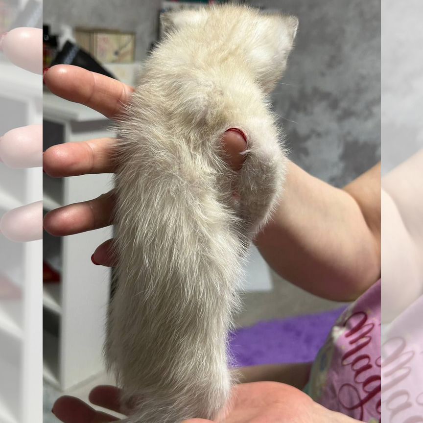 Анатолийский котёнок