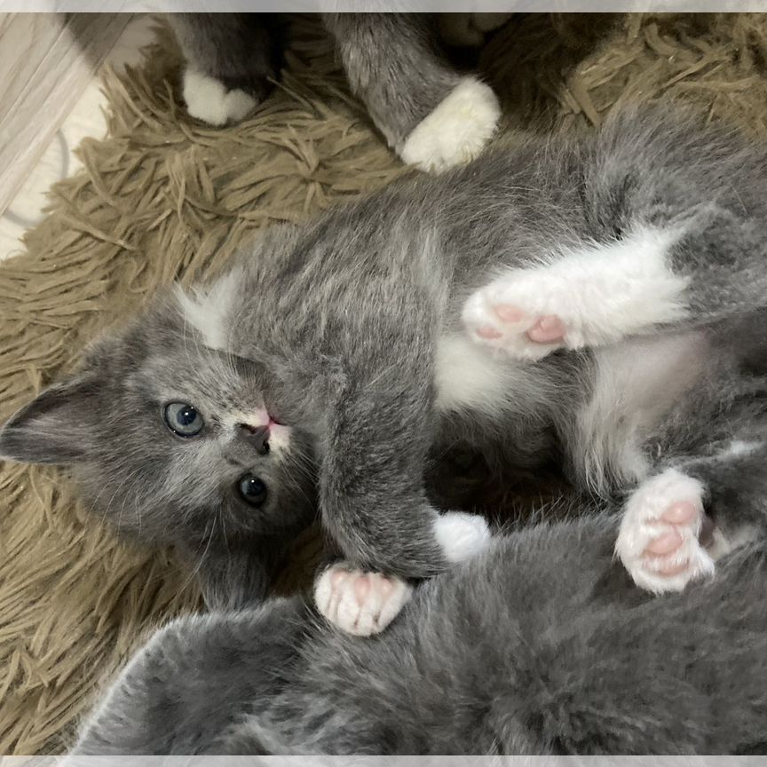 Котёнок в добрые руки