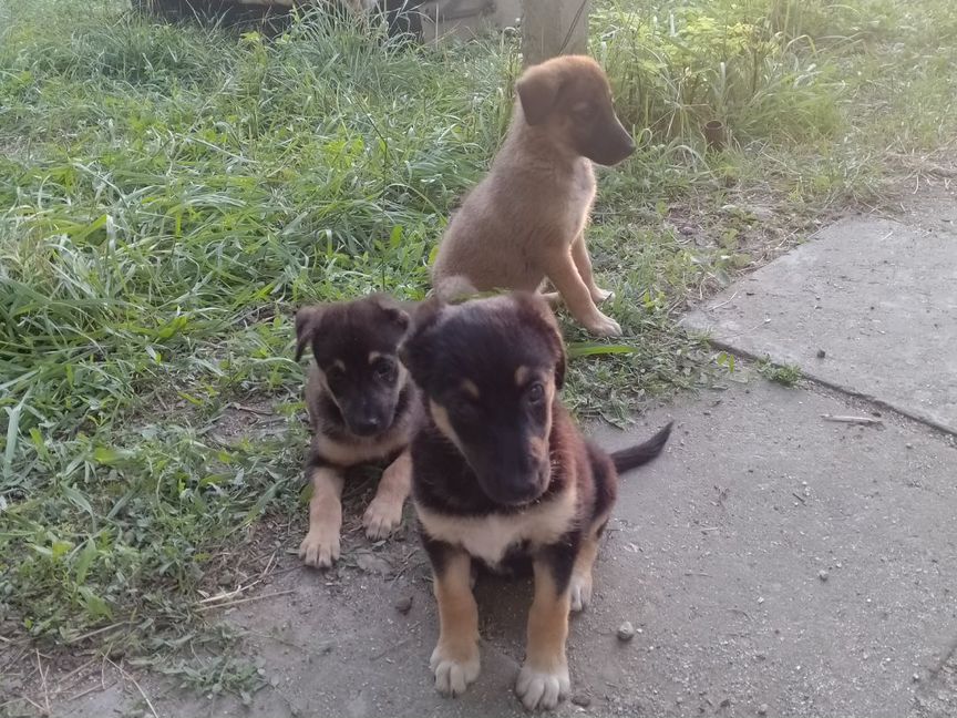 Ищем добрые ручки