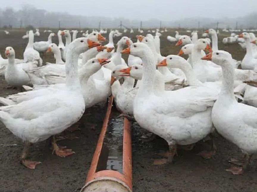 Гуси и утки