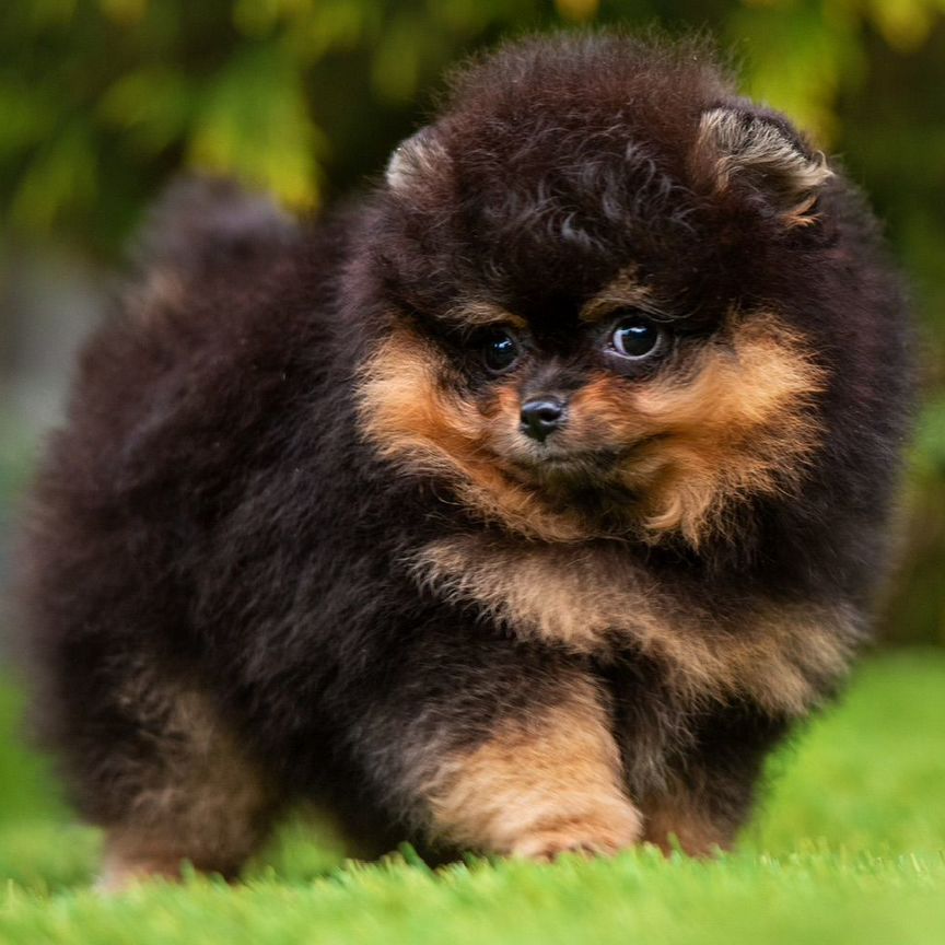 Померанский шпиц, щенок