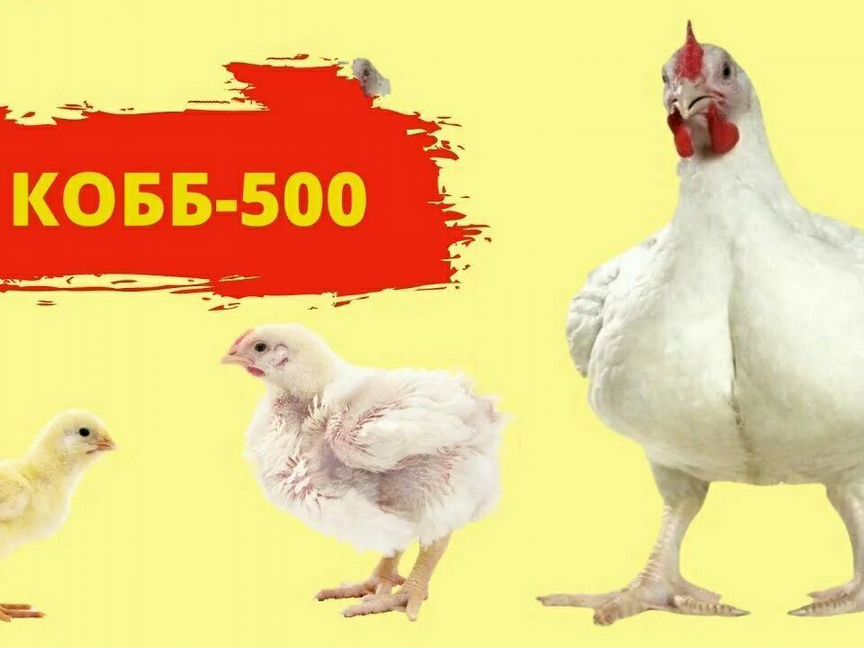 Цыплята кобб 500 Испания