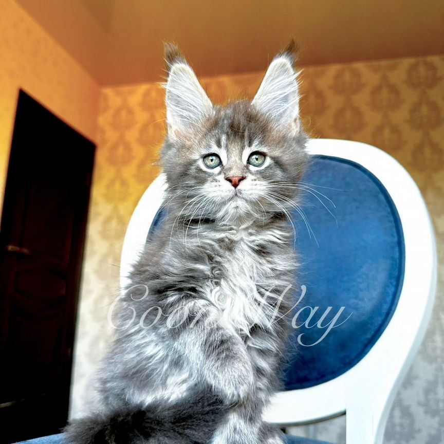 Котята мейн-кун