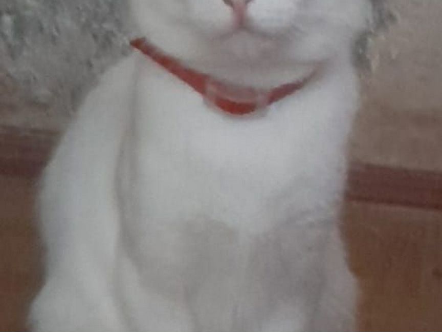 Молодая кошечка Снежа