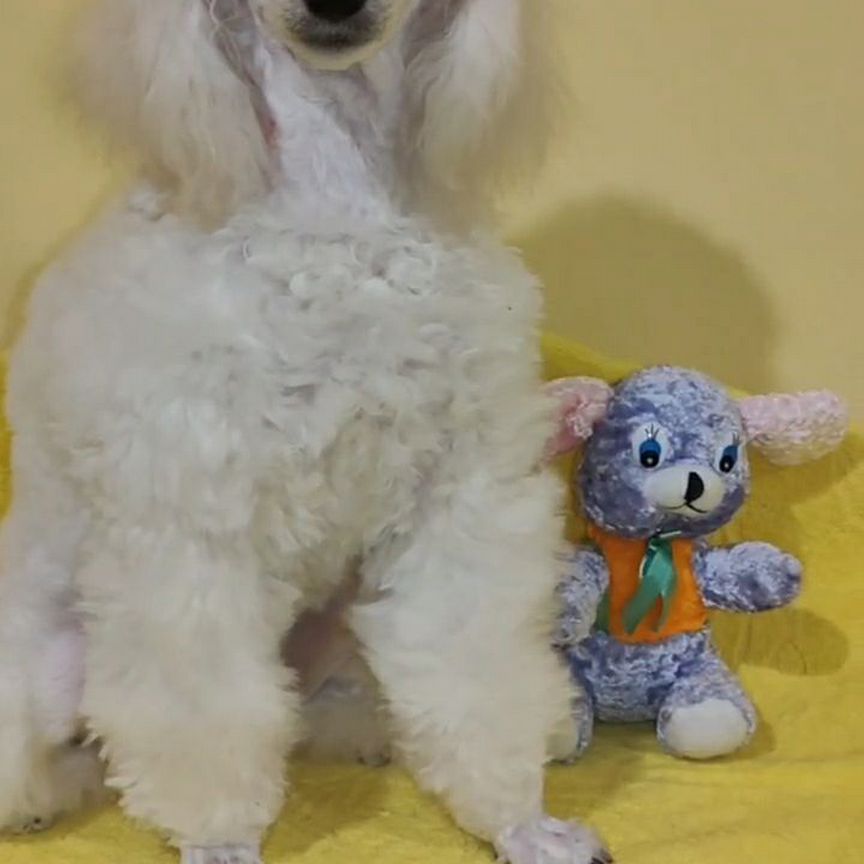 Пудель девочка 7 месяцев