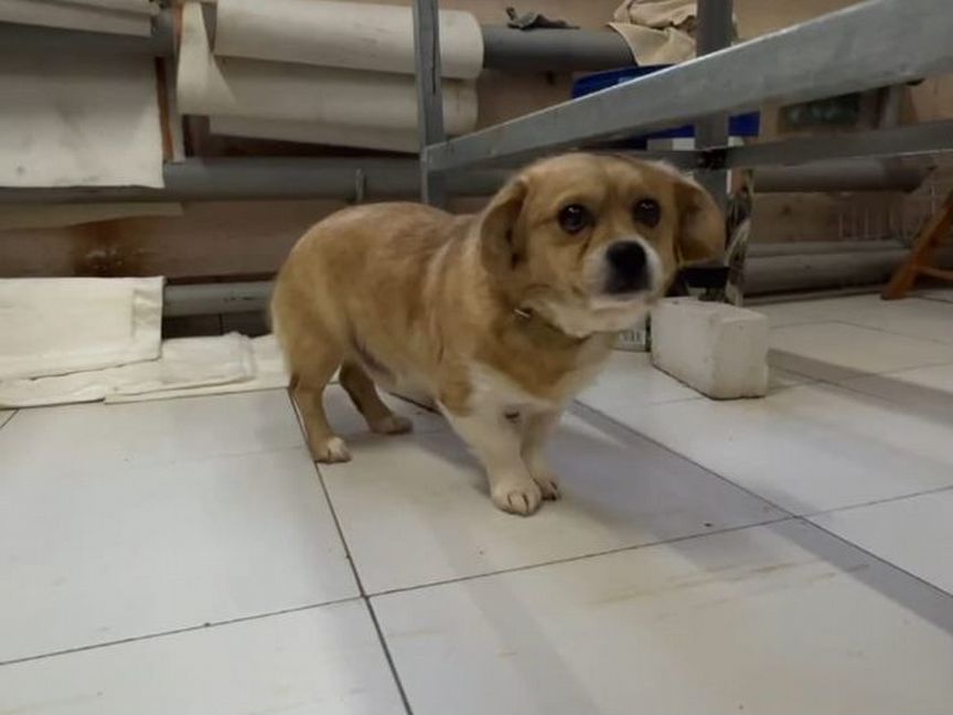 Маленький рыжий песик выпуск в январе