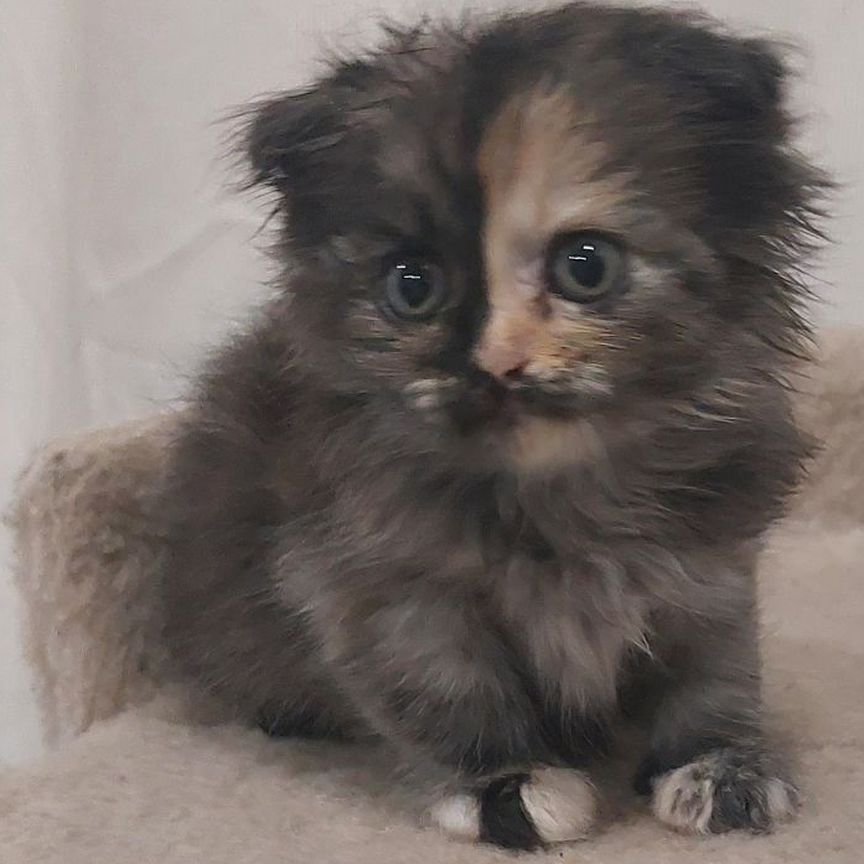 Котенок шотландец