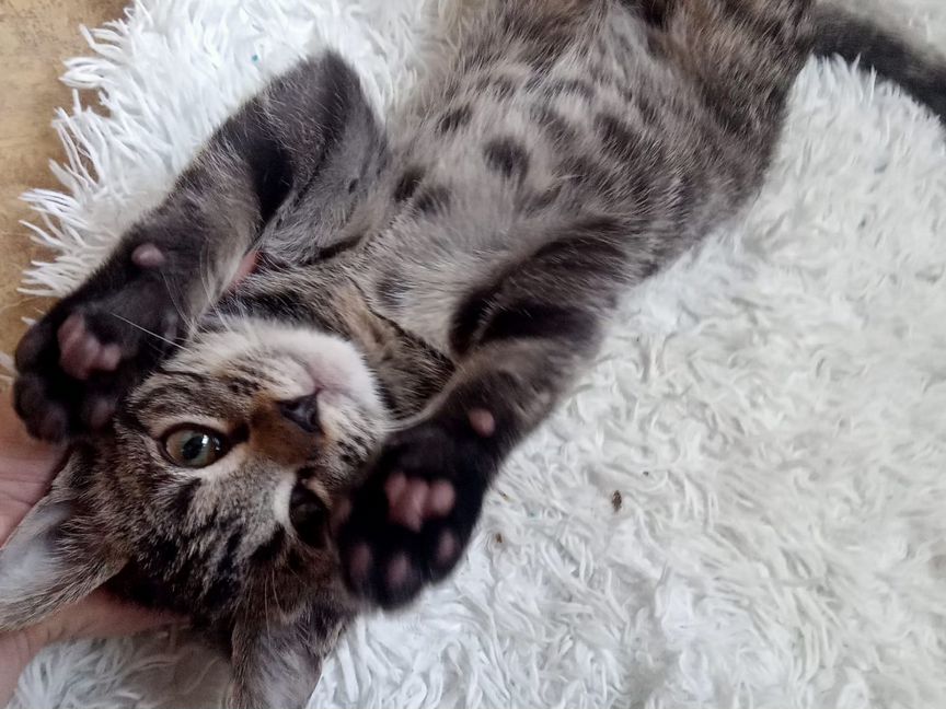 Котенок кот в добрые руки