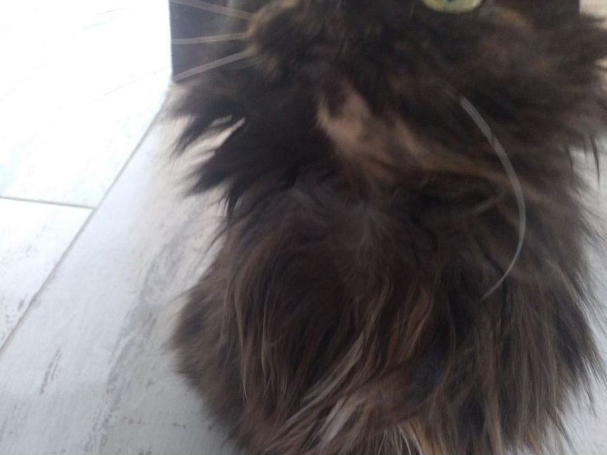 Котенок -подросток бесплатно