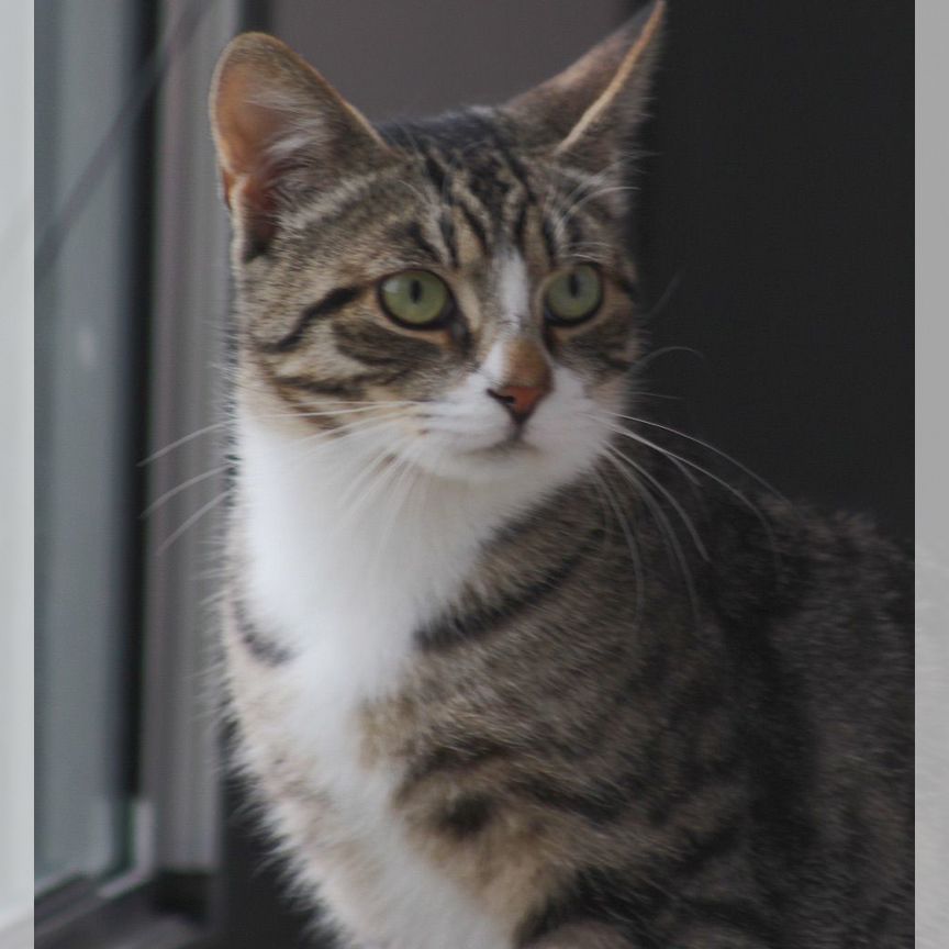 Мандарин котёнок