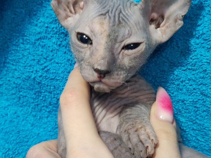 Донской сфинкс