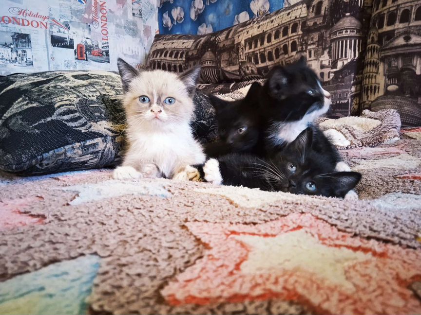 Кошки в добрые руки породистые