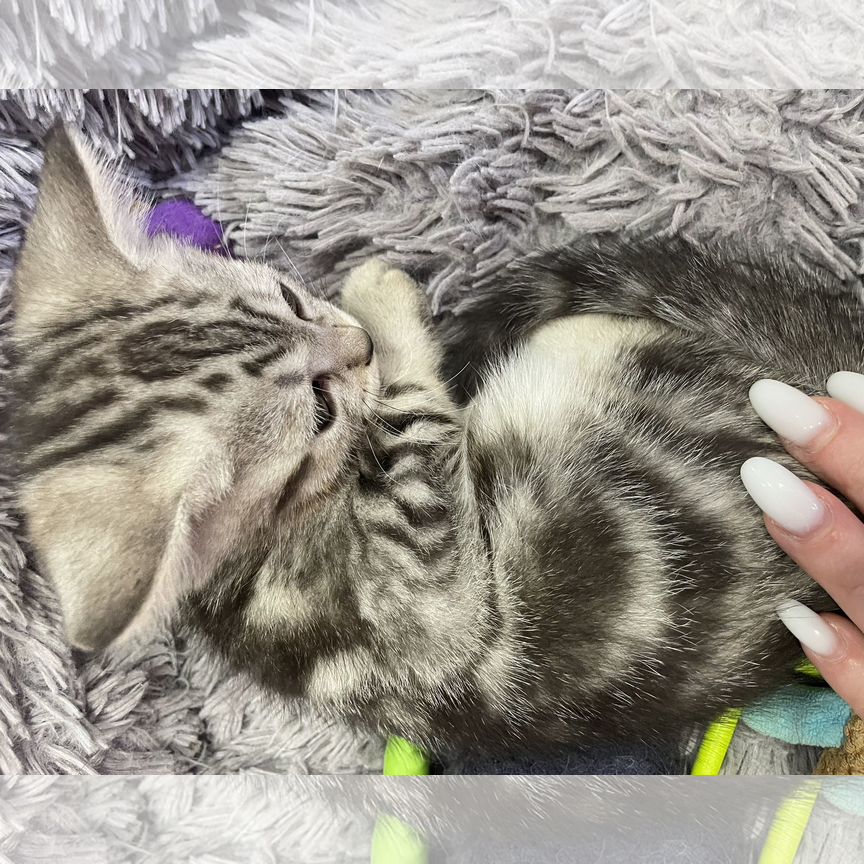 Британские мраморные котятки