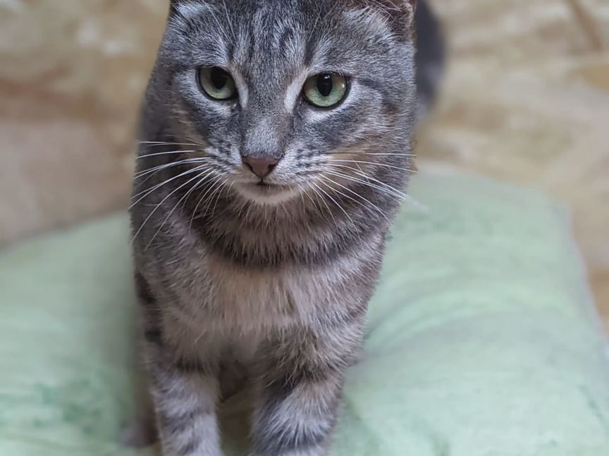 Крис ищет дом