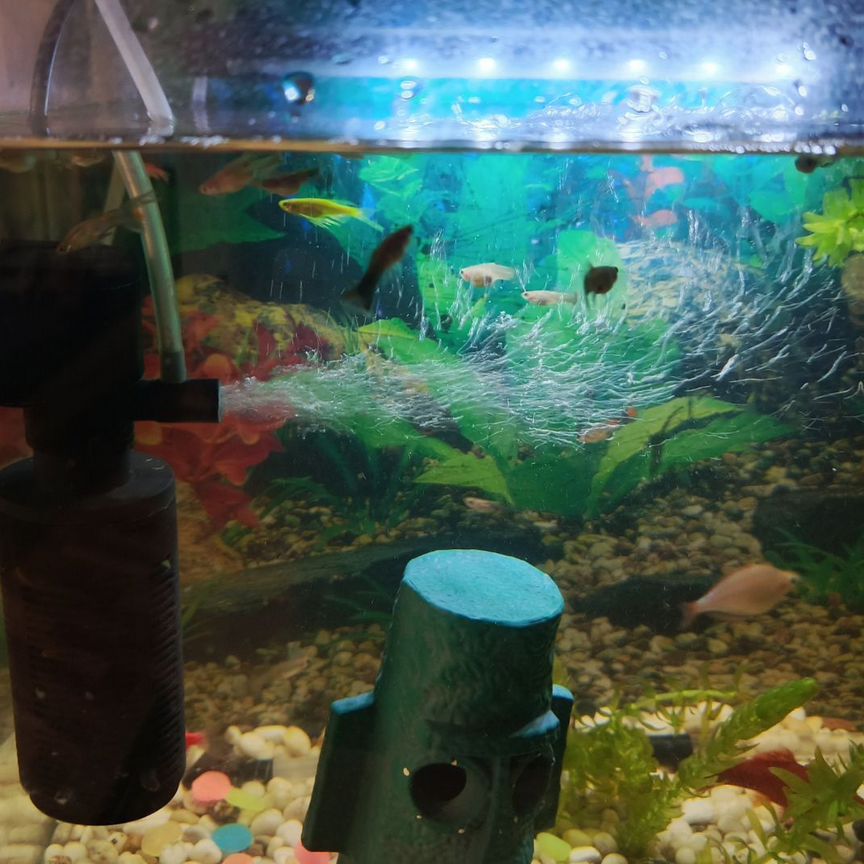 Отдм рыбок гупи