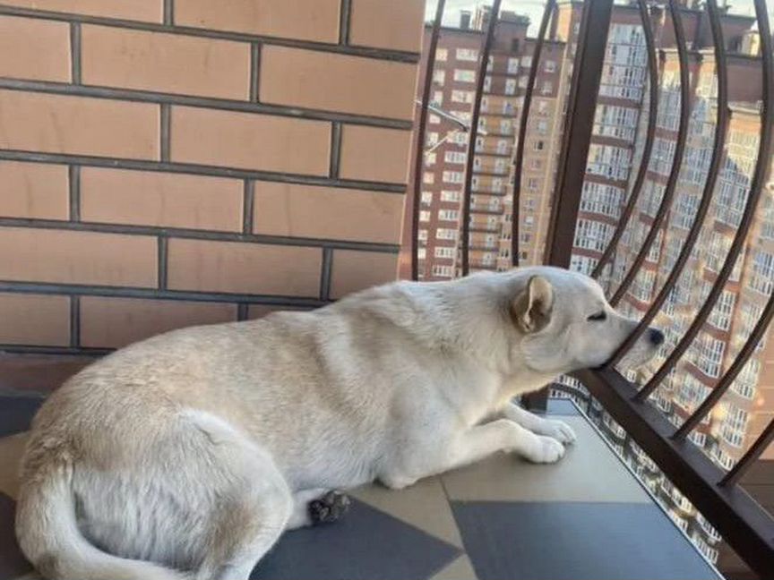 Классный пёс в добрые руки