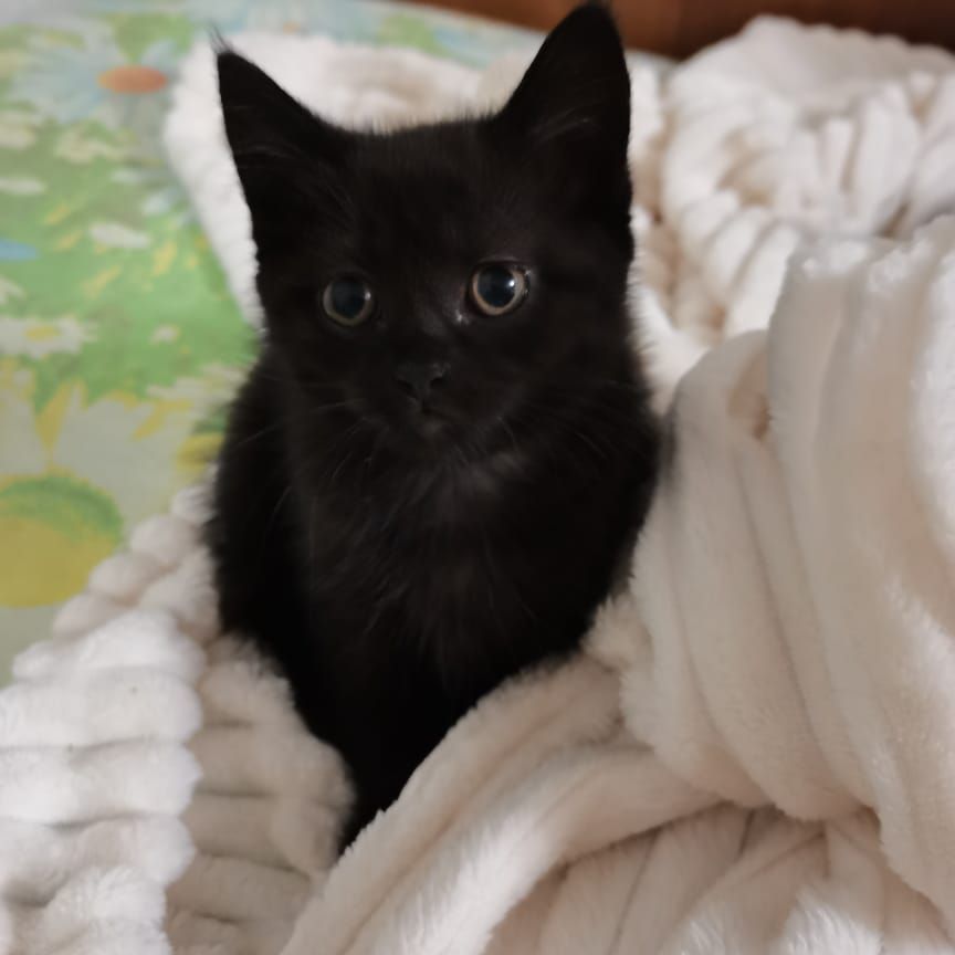 Кошечка шоколадка