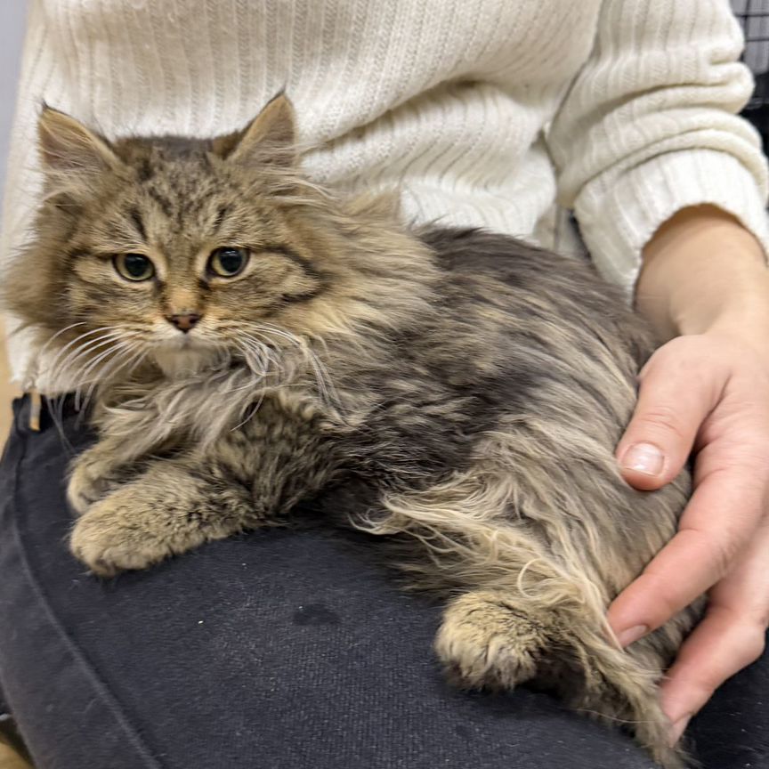 Котёнок в добрые руки