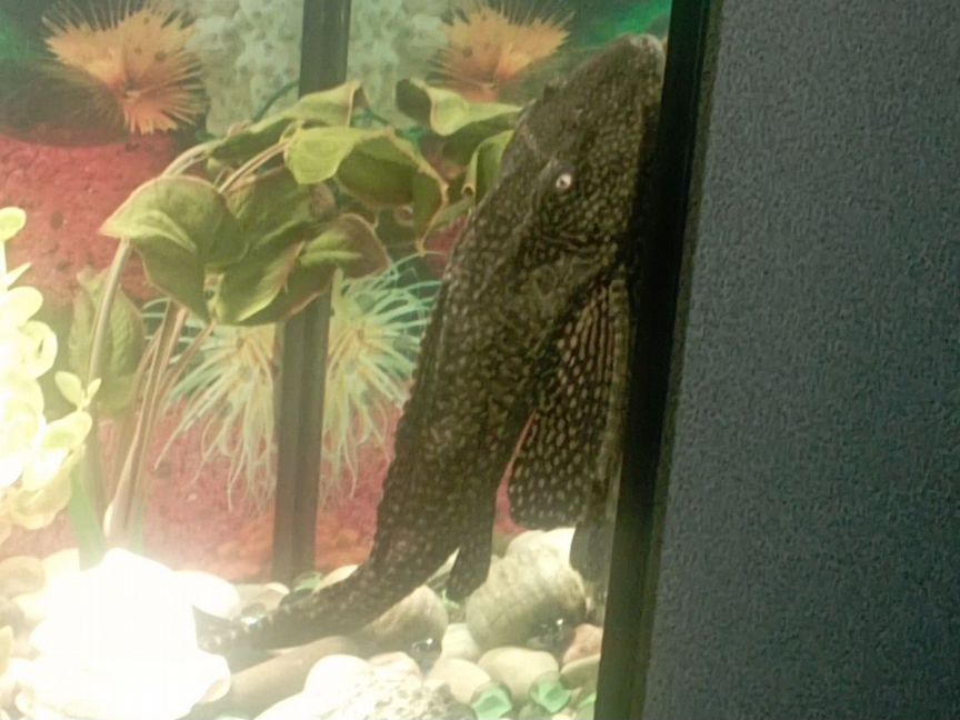 Сом анцитрус