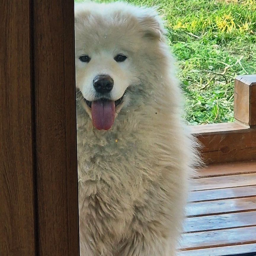 Самоедская собака, взрослый пёс