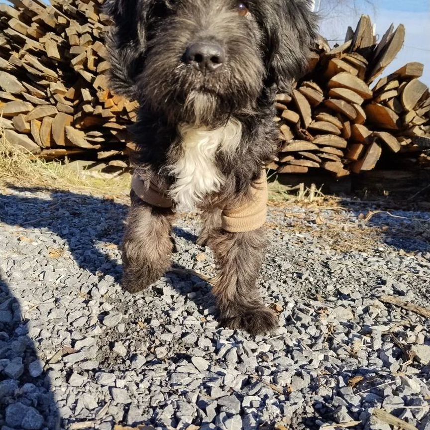 Взрослый пёс в добрые руки