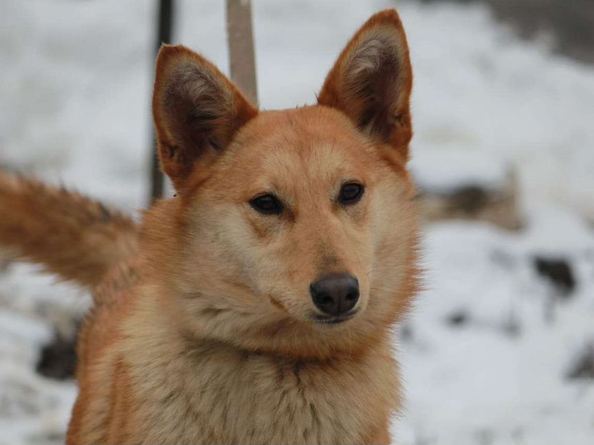 Собака Фиона