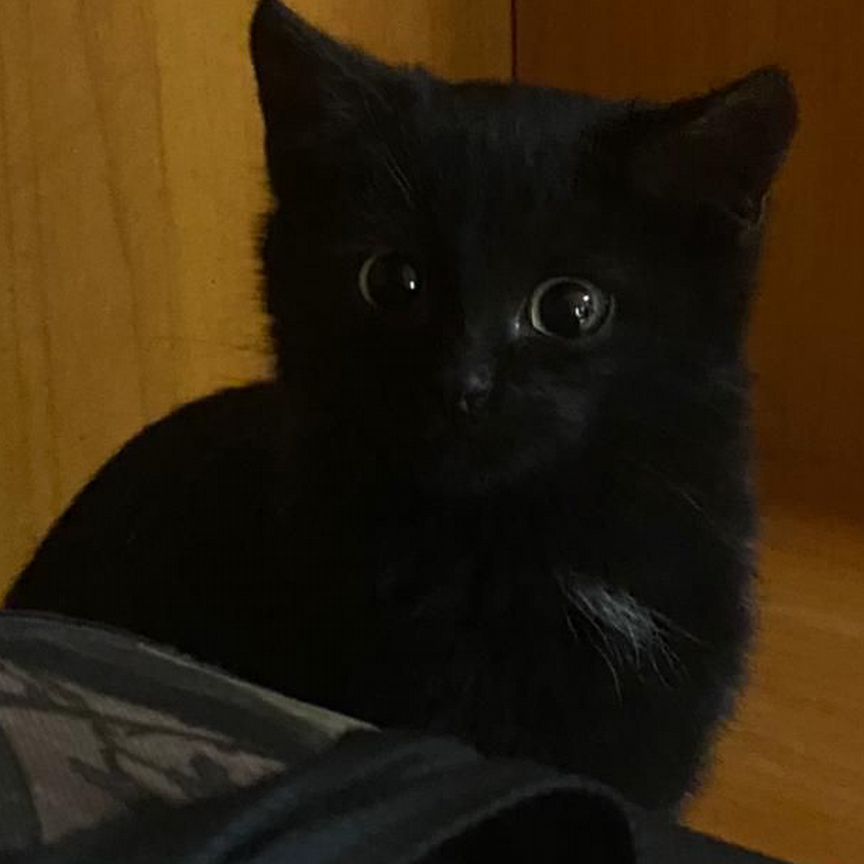 Черный котенок в добрые руки