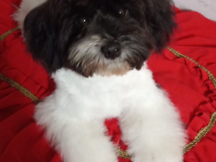 Мальчик болоночка 6 мес