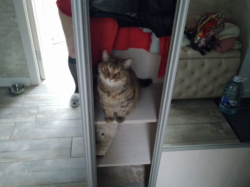 Подарю кошку
