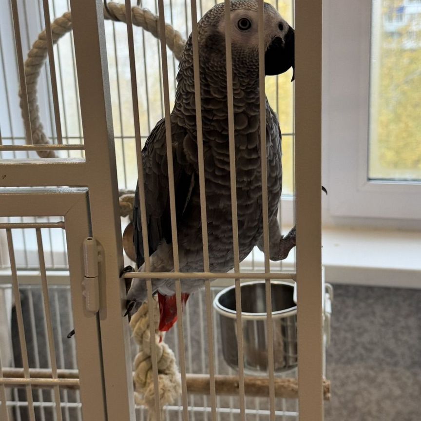 Клетка большая для попугая