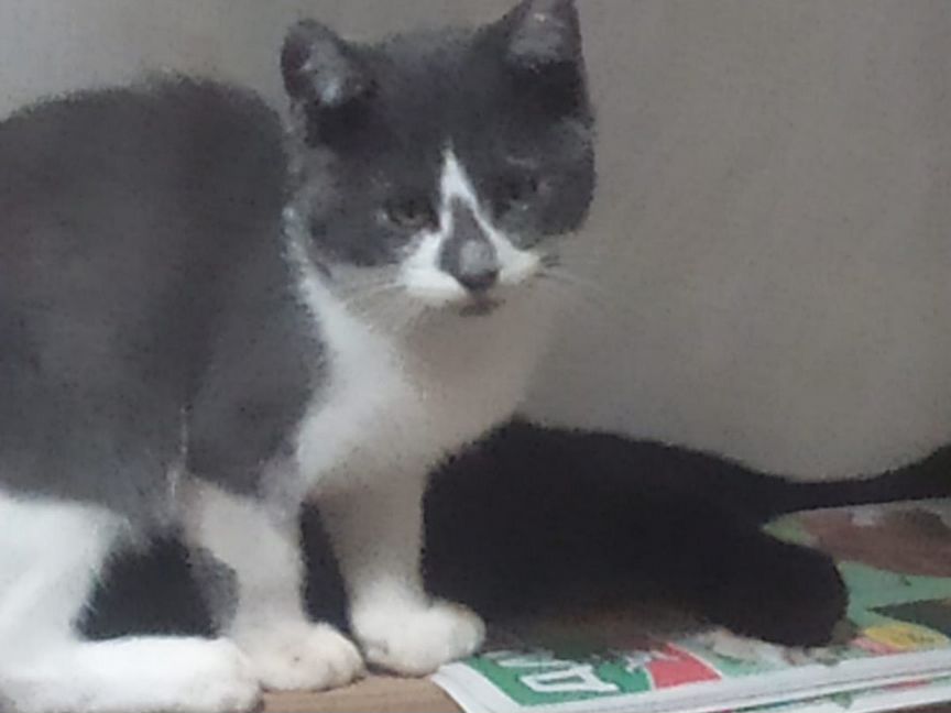 Отдам котят в добрые руки