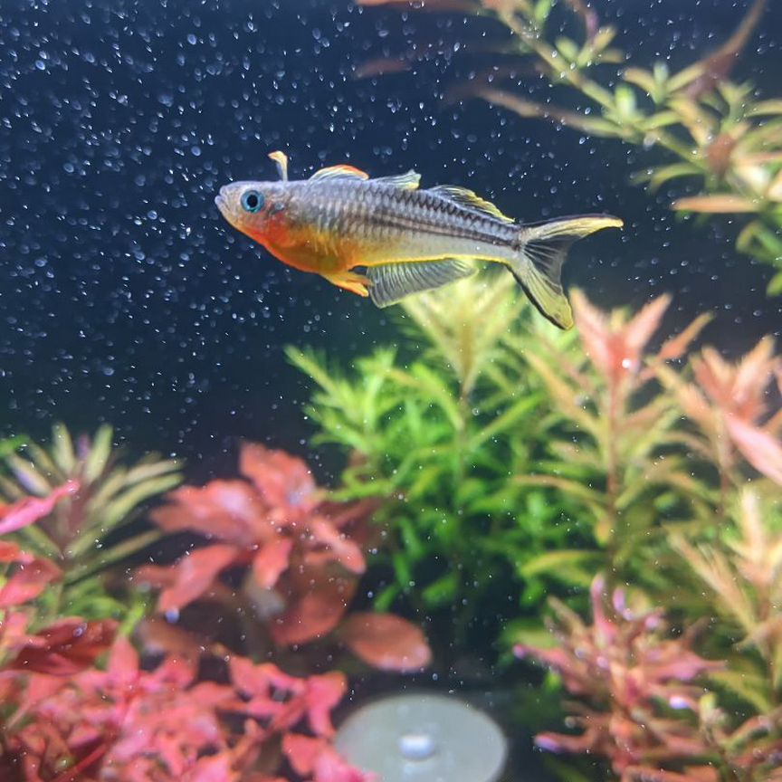 Рыба Попандетта фуркато