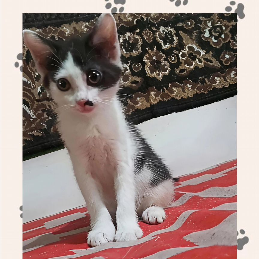 Котёнок в добрые руки