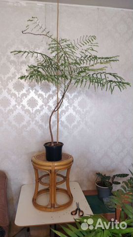 Огненное дерево - Делоникс королевский купить в Новосибирске | Товары ...