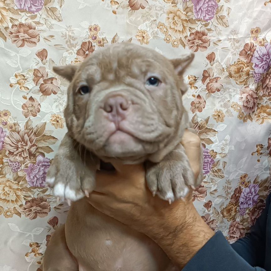 Американские буллечки щеночки