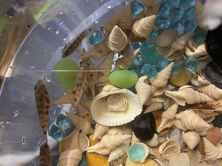 Аквариумные рыбки цихлиды бесплатно