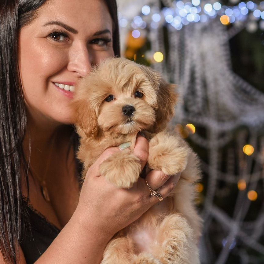 Мальтипу, щенок