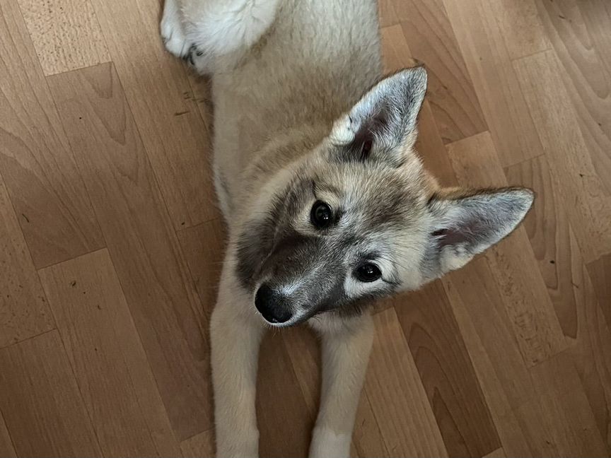 Западно сибирская лайка