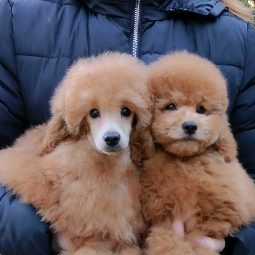 Пудель мальчики