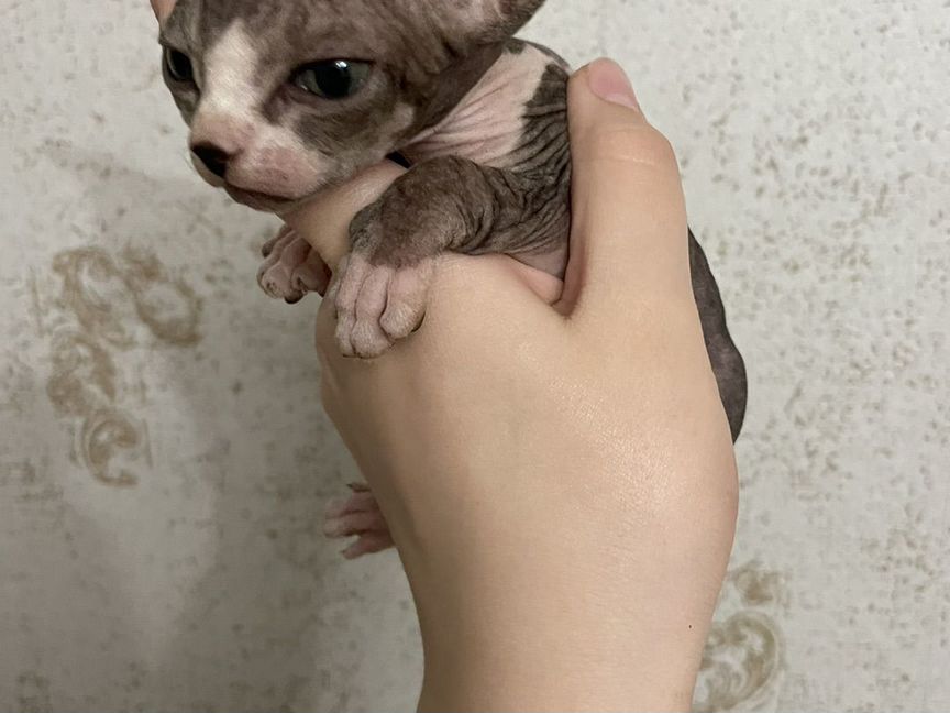 Канадский сфинкс котенок
