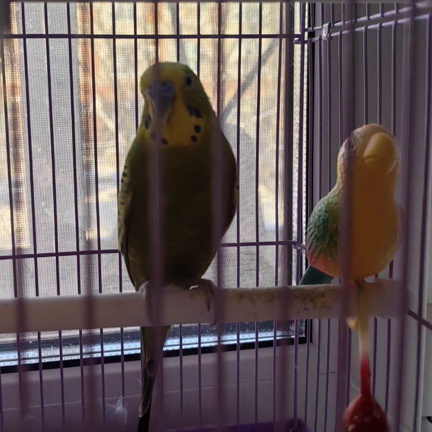 Волнистый попугай с клеткой