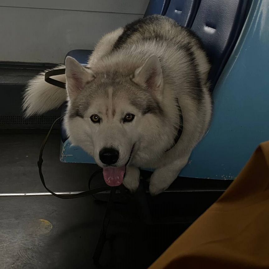 Сибирский хаски, взрослый пёс