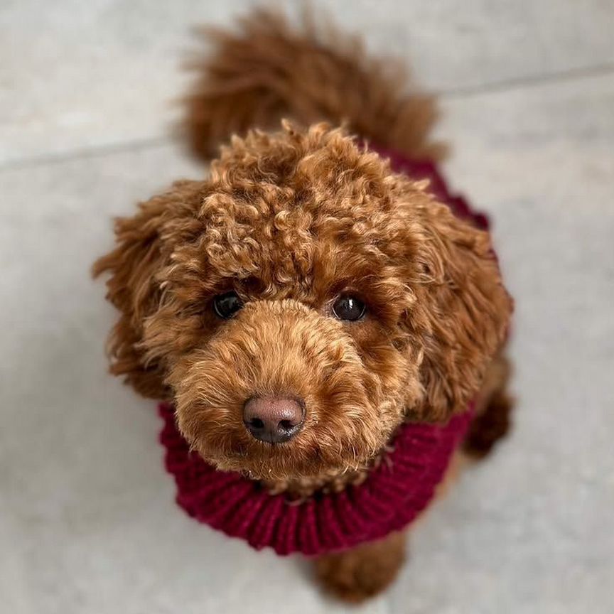 Той-пудель, щенок